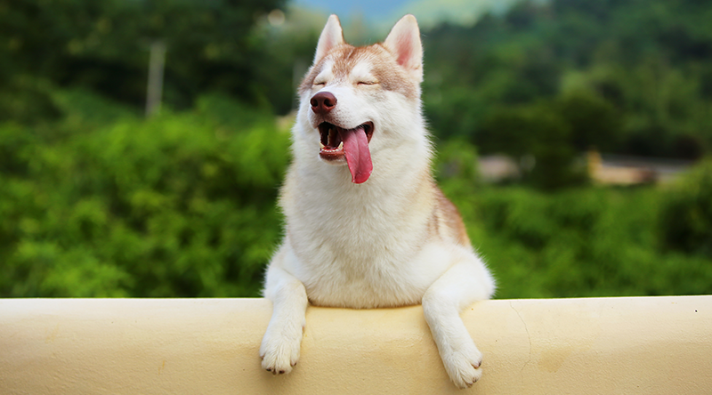 7 itens essenciais para deixar a vida do seu pet mais feliz - Blog ...